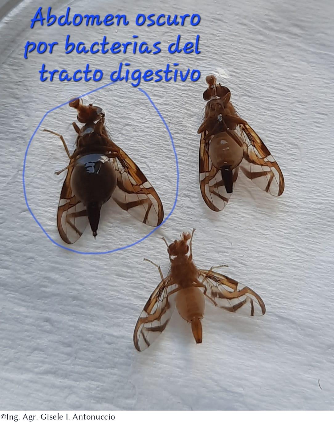 Anastrepha fraterculus | Sistema Nacional de Vigilancia y Monitoreo de ... Anastrepha fraterculus | Sistema Nacional de Vigilancia y Monitoreo de ...